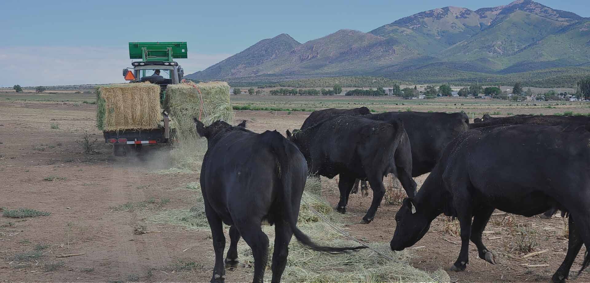 Sinch Bale Feeders Australia and USA